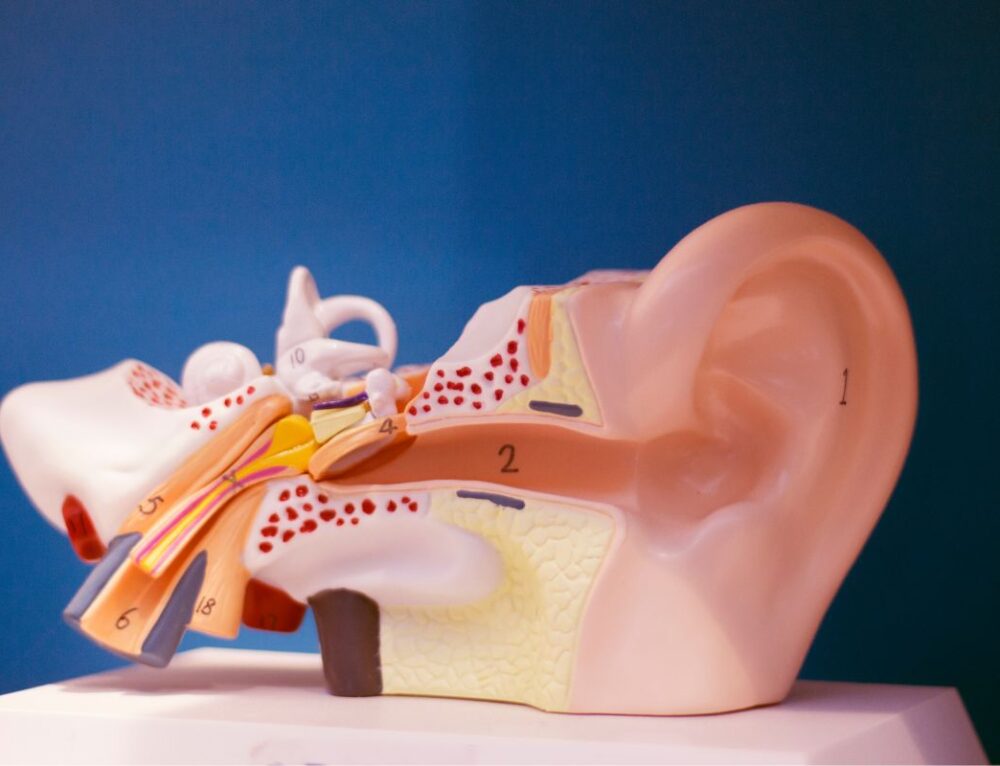 The Role of Ears in the Balance System - Newport-Mesa Audiology Balance ...